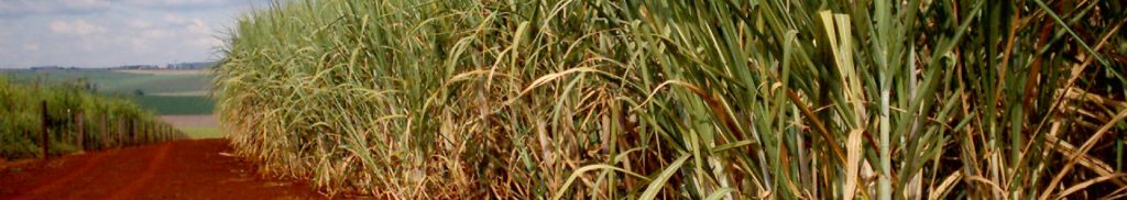 Sugarcane Farming Tips - Complete crop nutrition guide for sugarcane ...