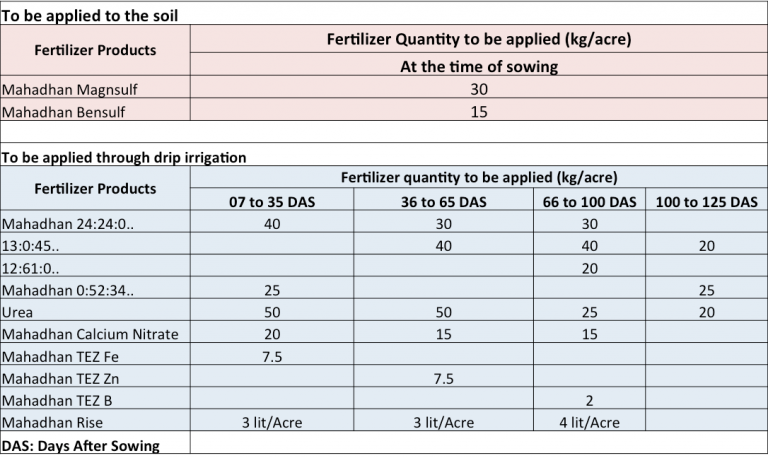 Tomato Cultivation Tips/Guide | Tomato Fertilizer Dose