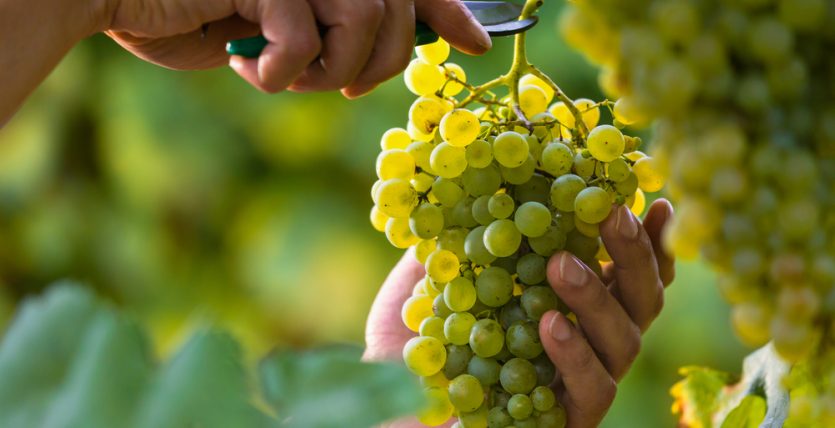 Mahadhan Fertilizers | Grapes Farming In India | grapes farming techniques